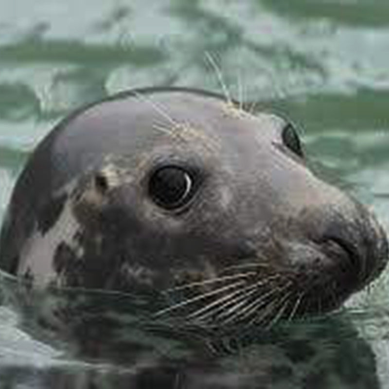 Seal Diamond Painting Kits – Diamond Art Kits Australia