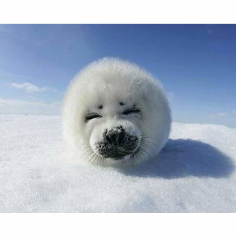 Seal Diamond Painting Kits – Diamond Art Kits Australia